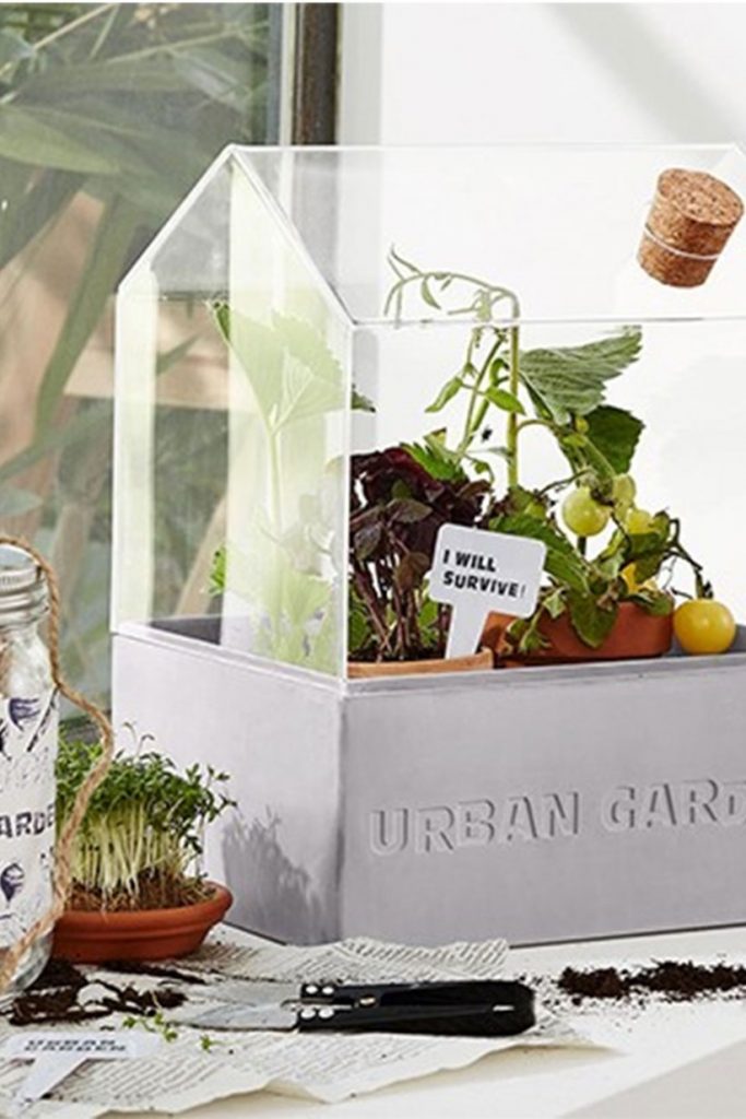 Minisera transparenta pentru rasaduri - Ambient Box